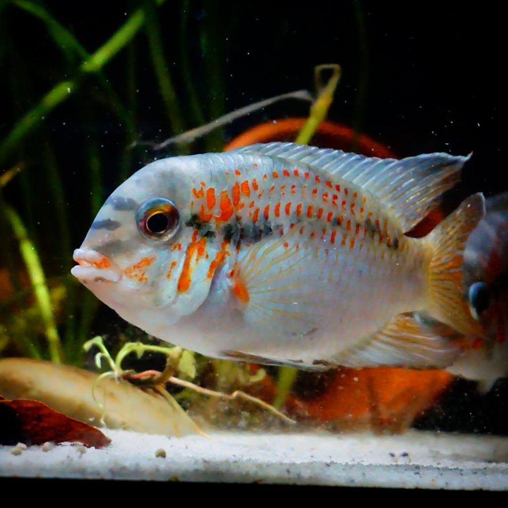Un nouveau poisson exotique pour les aquariophiles – ICAIF