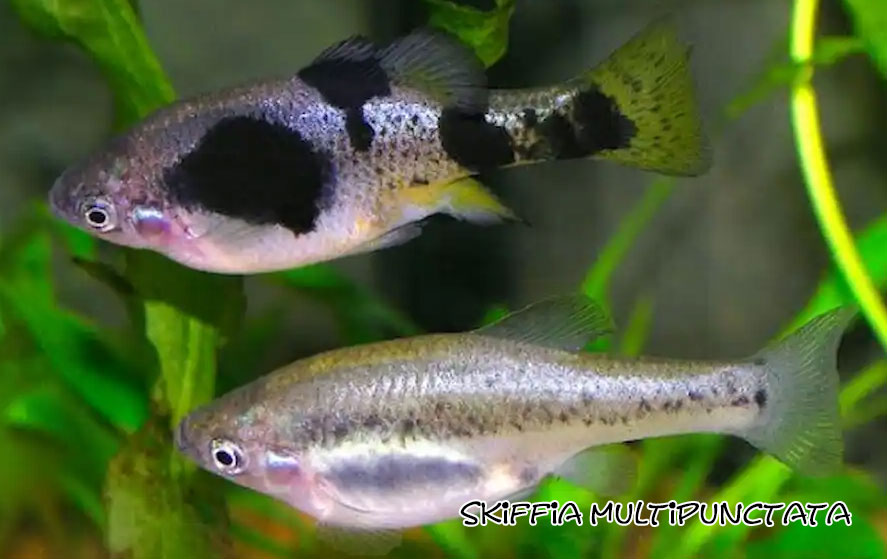 Goodeid’s vibrations … – ICAIF